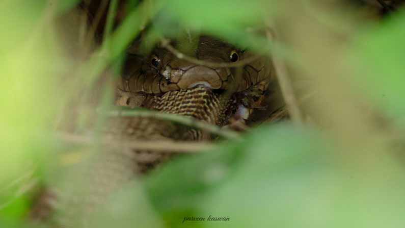 This is strange but true, a king cobra eating another cobra goes viral ...