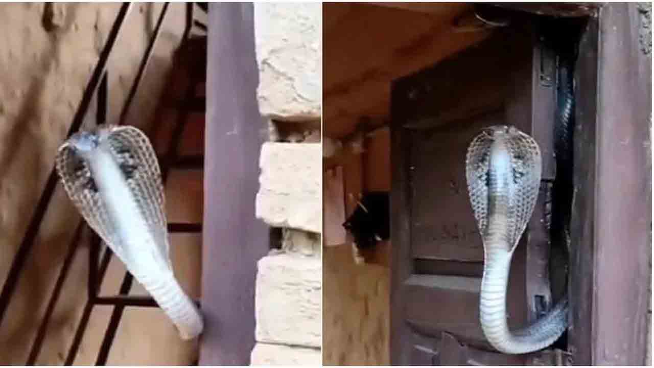 Cobra sitting in the door watch viral video | Viral Video: ಮನೆಯ ಬಾಗಿಲ ...