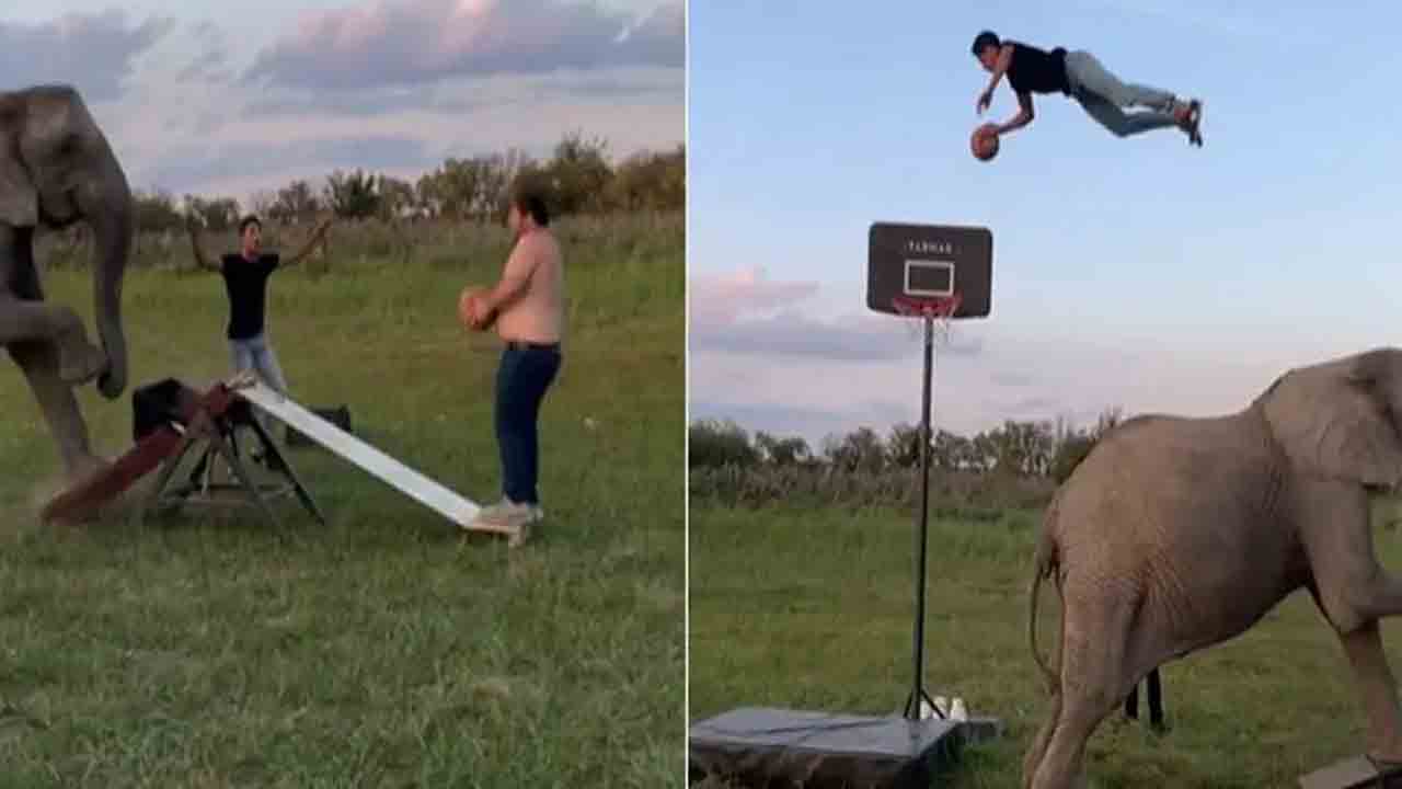 Elephant playing basketball with man video goes viral | Viral Video ...