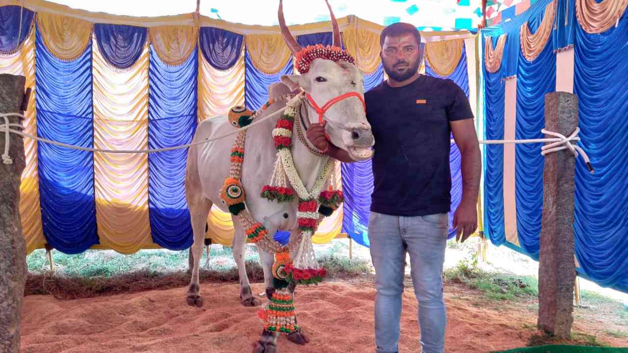 Hallikar Breed Ox sold for 7 68 lakh rupees in Mandya Know more about ...
