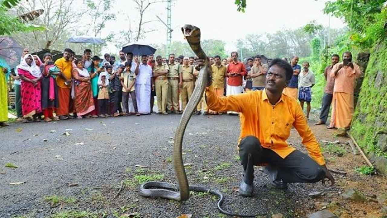 Popular snake catcher from Kerala Vava Suresh hospitalised after being ...