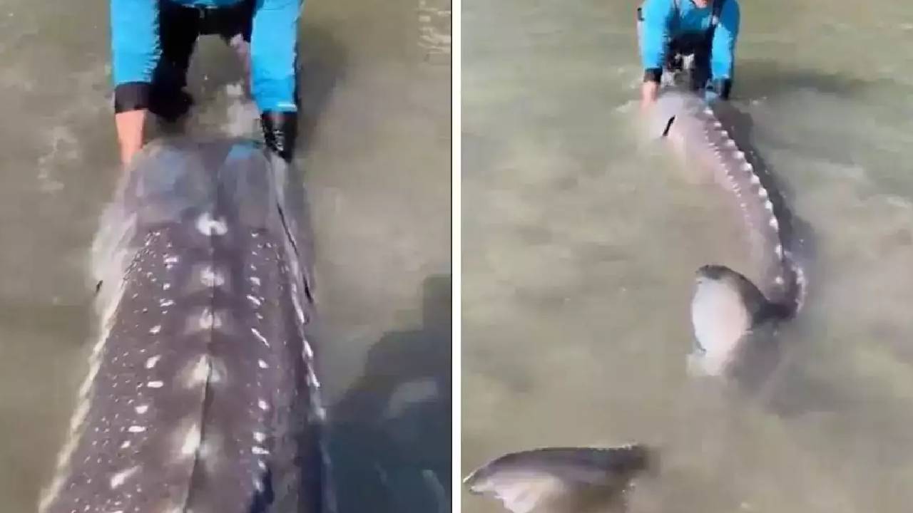 fisherman catches the 10 feet long fish video goes viral | Viral Video ...