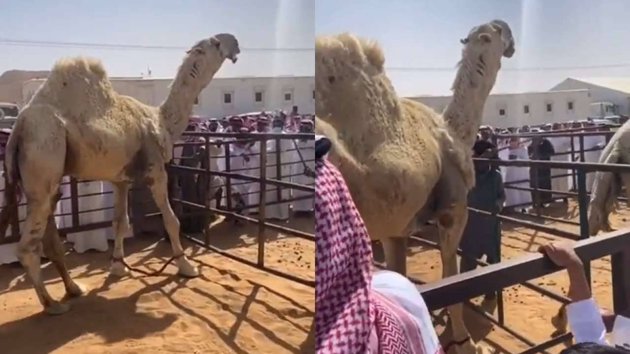 The most expensive camel in the world; Price is really shock | Viral ...