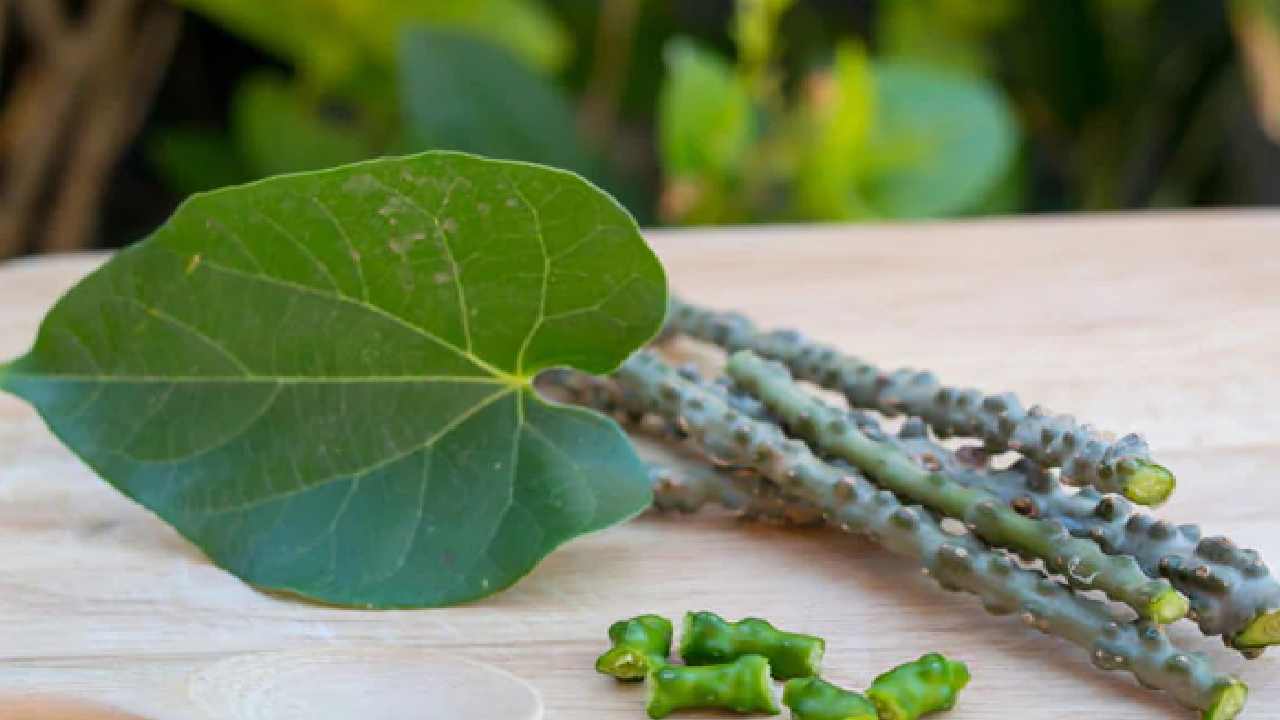 Amazing Benefits of Amruthballi According To Ayurveda | ದೇಹಕ್ಕೆ ...