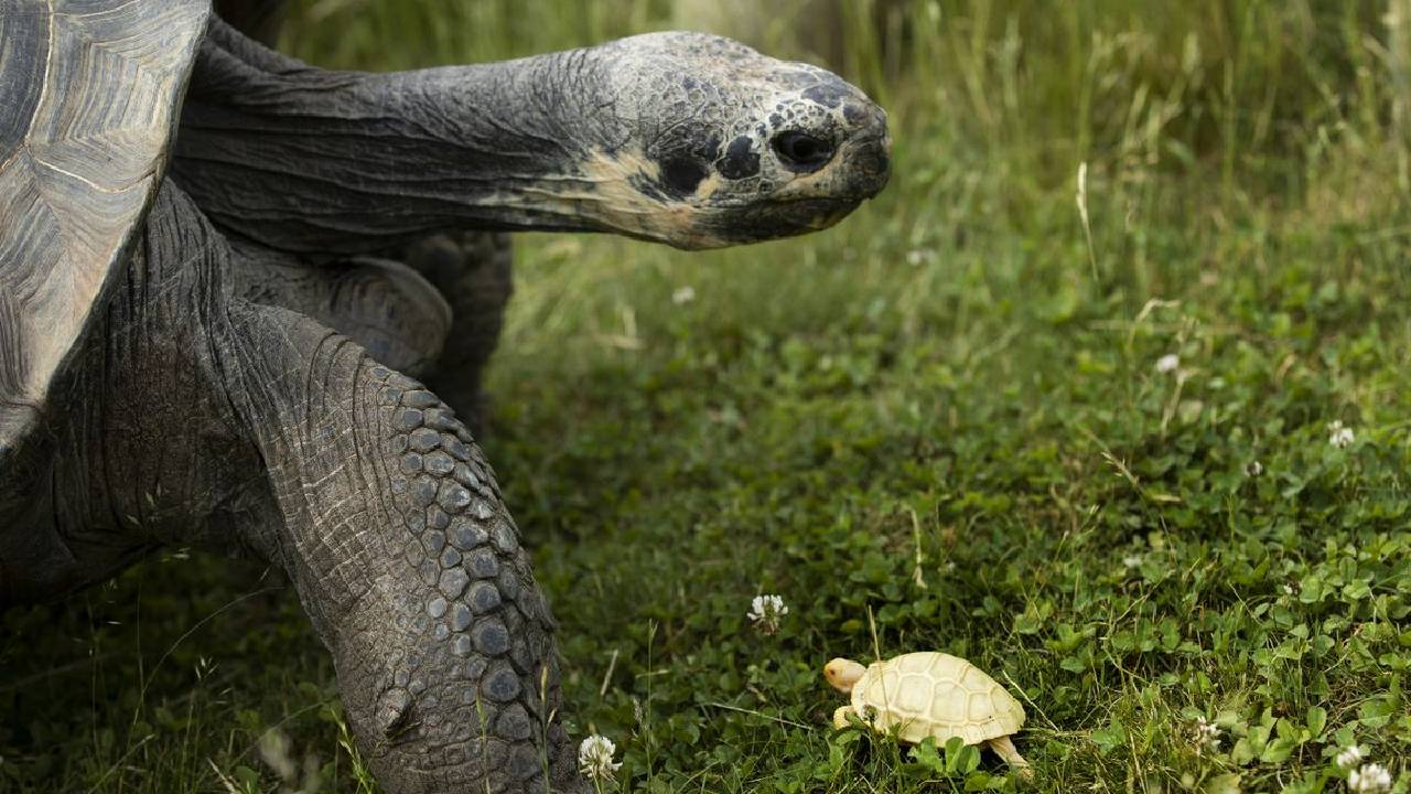 Rare albino galapagos giant turtle that debut in public | Viral ...
