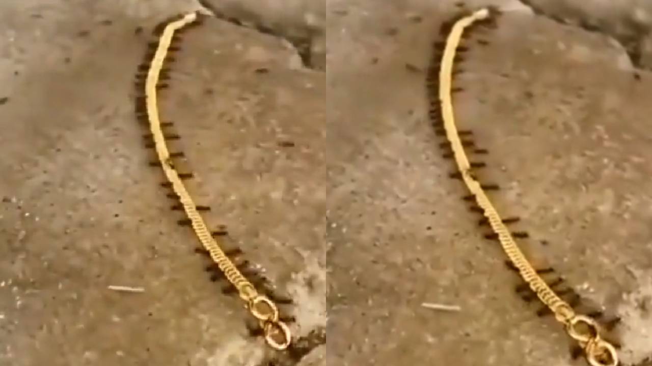 Viral video Ants carry gold chain video gone viral | Viral Video ...