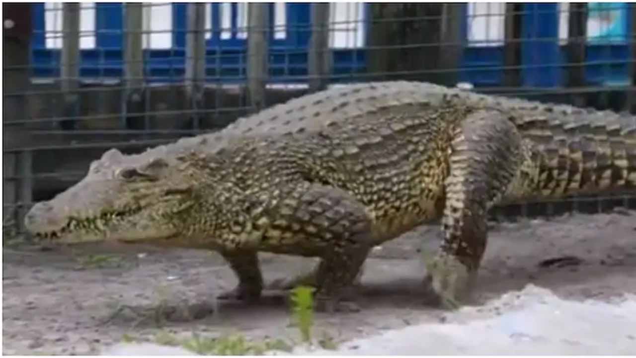 Galloping crocodile take people by surprise, video goes viral | ಮೊಸಳೆ ...