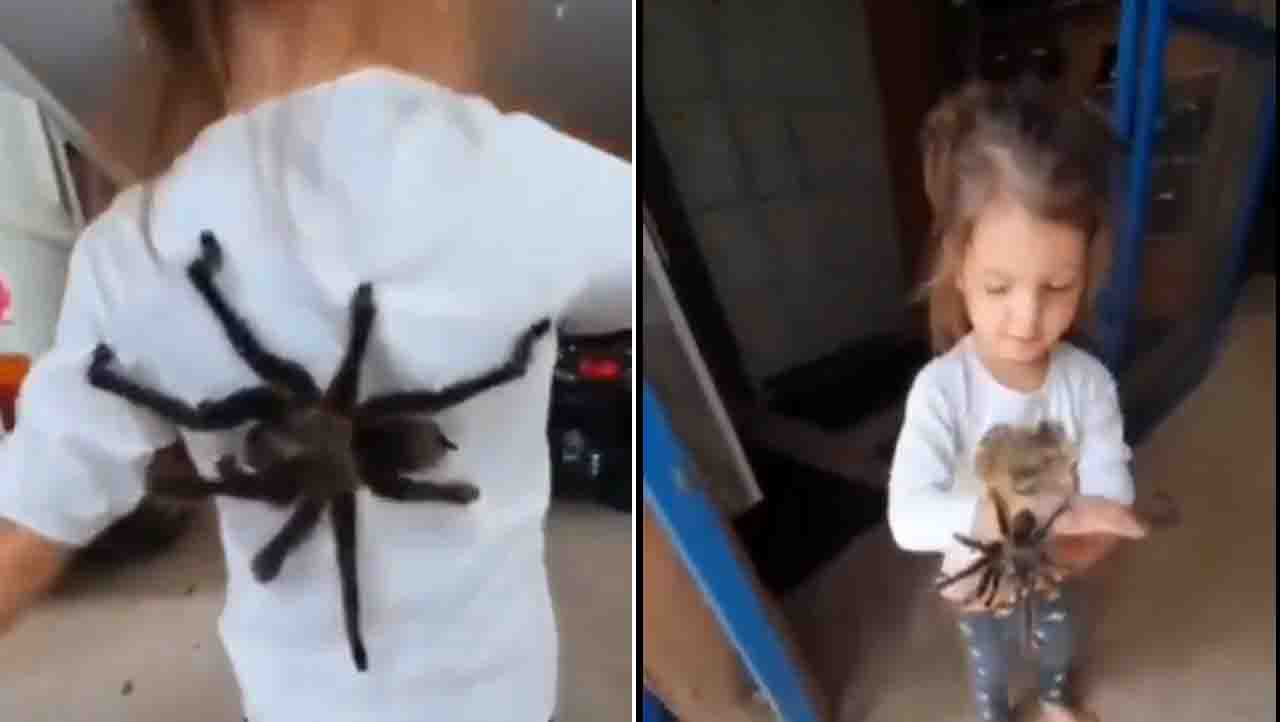 Viral video shows little girl playing with spiders Internet is ...