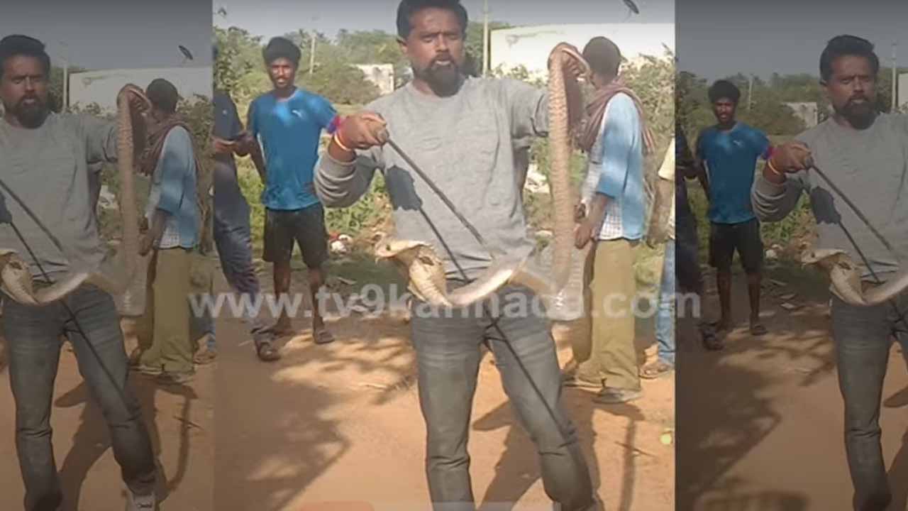 Giant cobra spotted at Hodalwadi in Kolar, Snake expert Anand captures ...