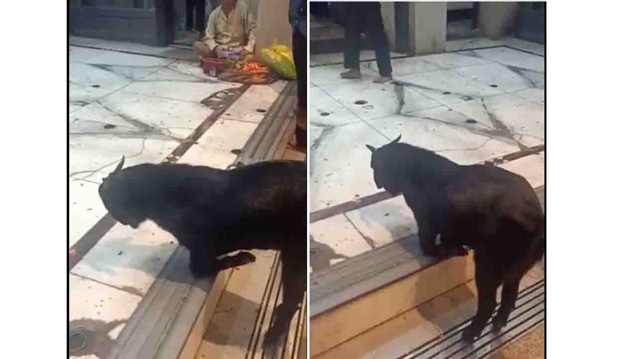 Viral Video Goat Seen Praying Kneeling Down to Lord Shiva During Aarti ...