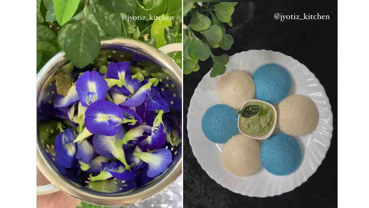 Woman makes blue idlis using butterfly pea flowers video sparks chatter ...