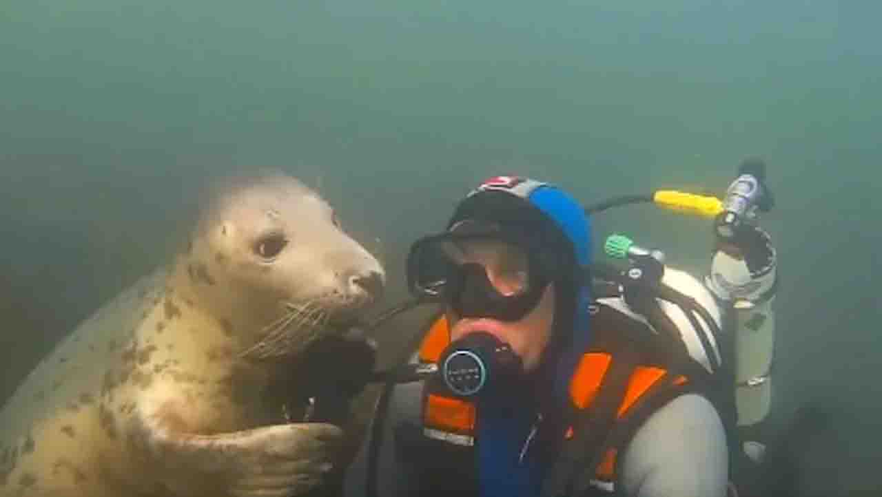 Scuba diver takes adorable underwater video with a seal Viral video has ...