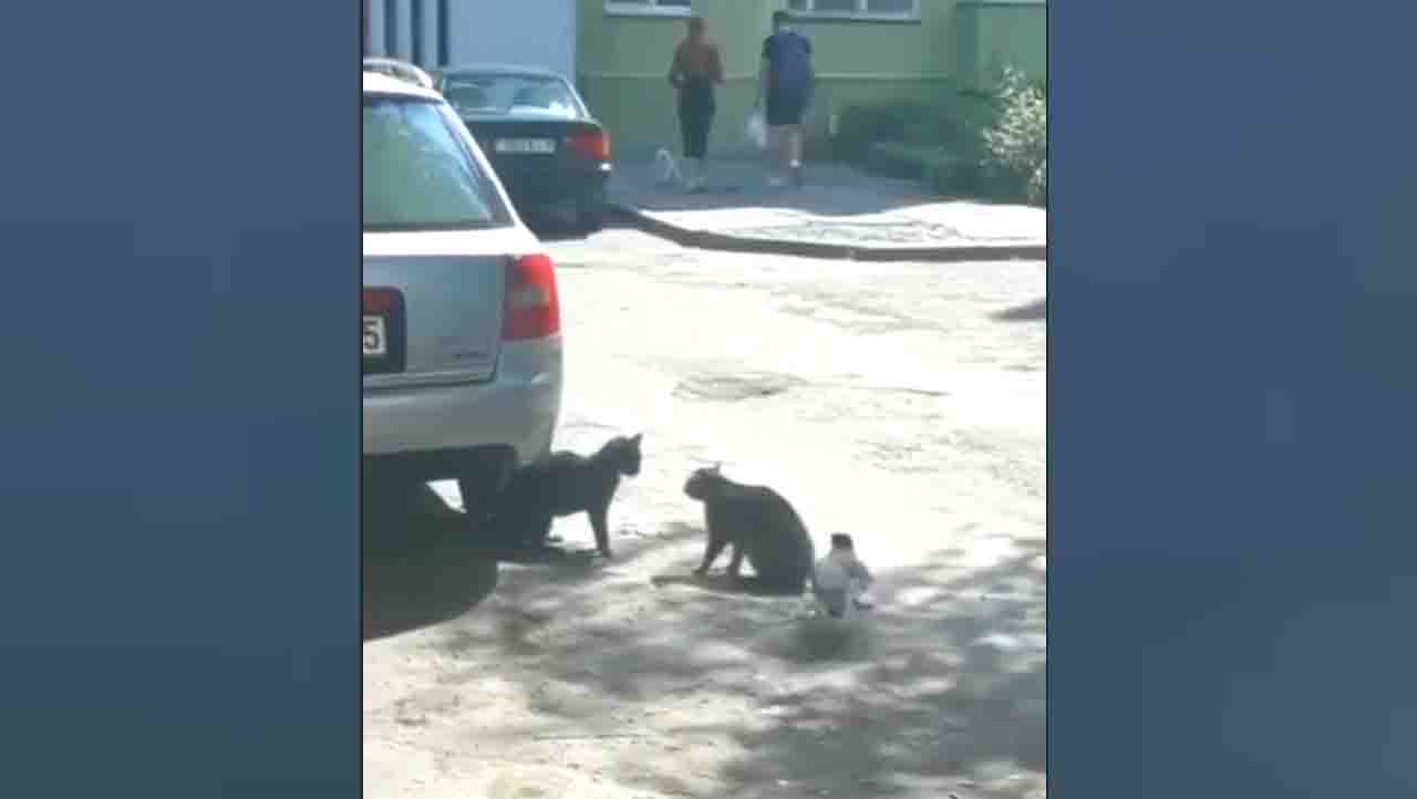 Crow incites fight between two cats in viral video Netizens say bird is ...