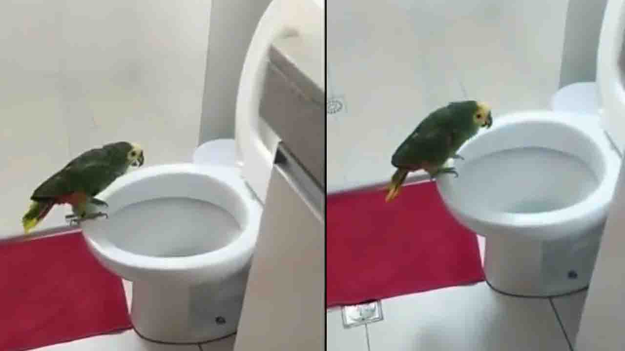 Viral Video Parrot Sings While Sitting On The Toilet Netizens Cant Stop ...