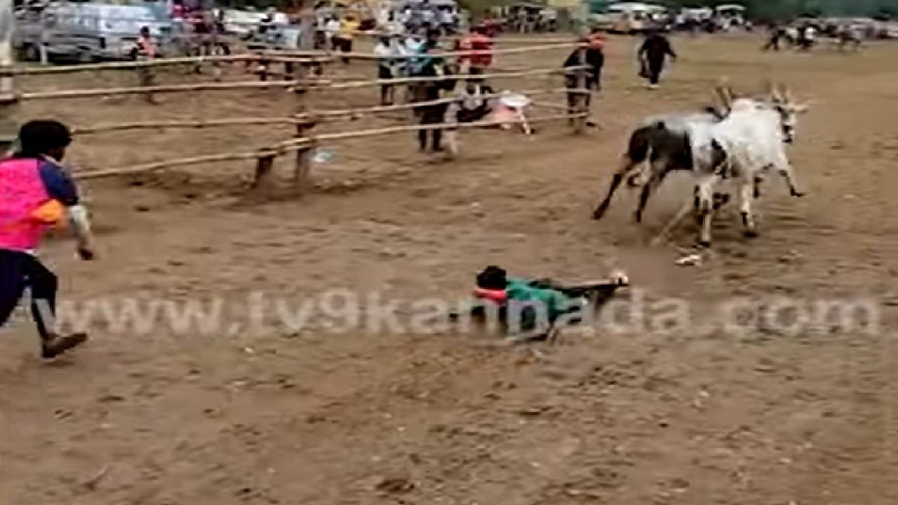 Haveri: The bulls got caught in a rope and were dragged along in a bull ...