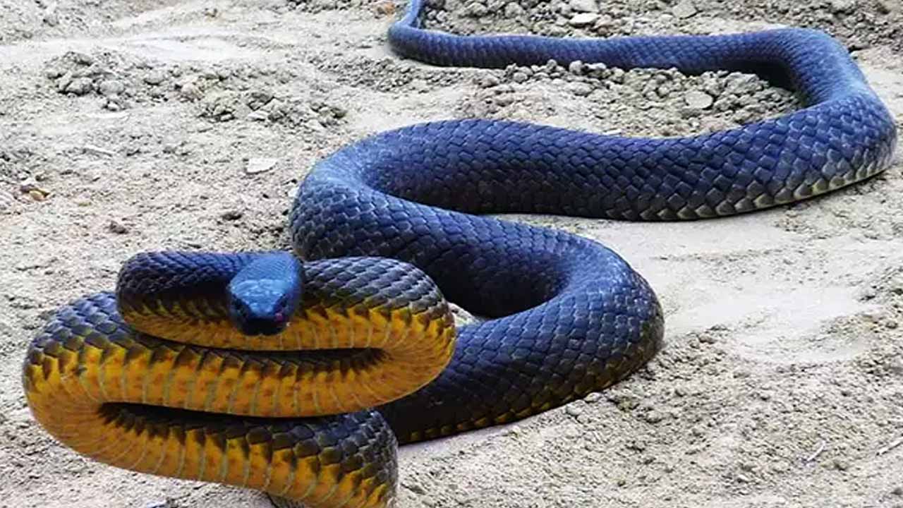 The most venomous Inland Taipan snake's one bite can kill over 100 ...