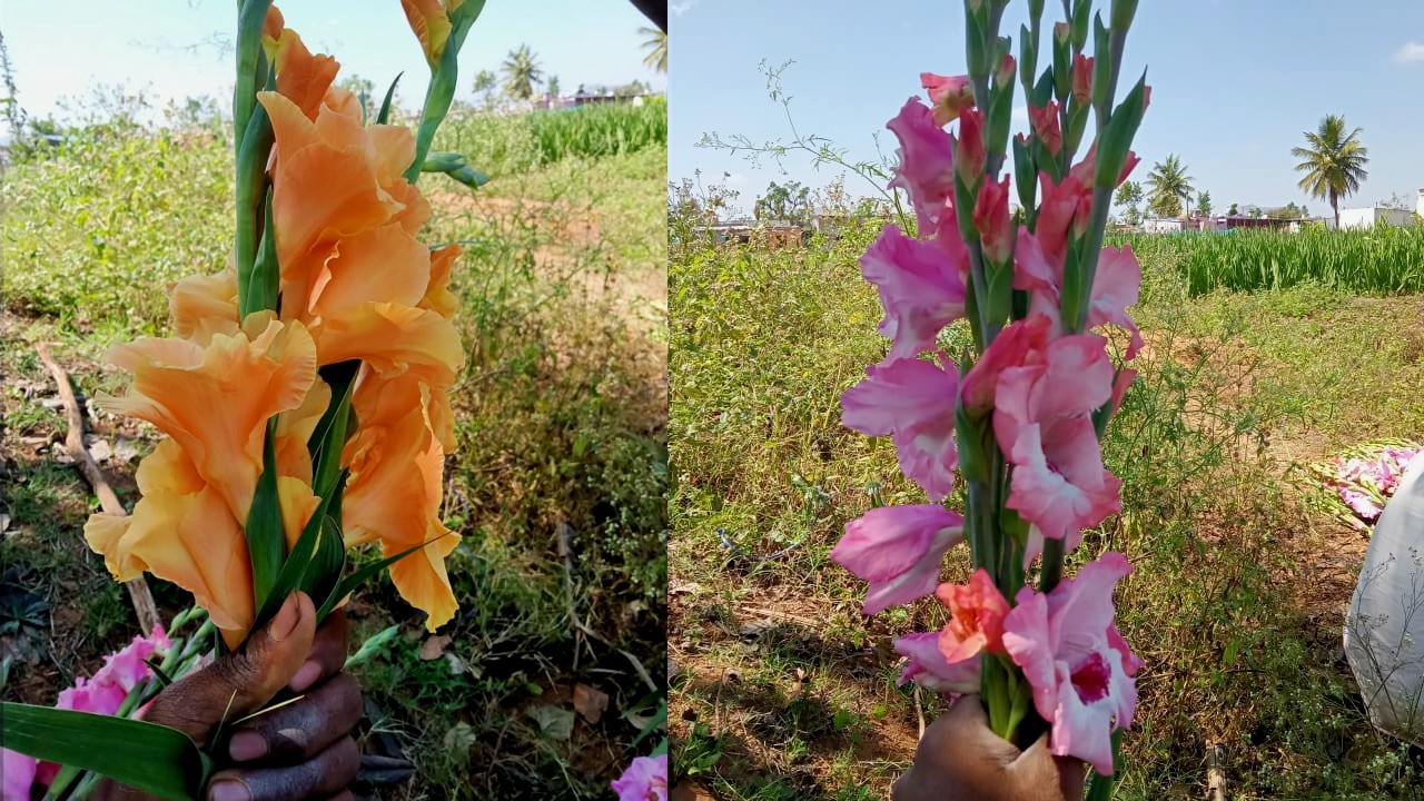 chikkaballapur farmer growing gladiolus finds success in floriculture ...