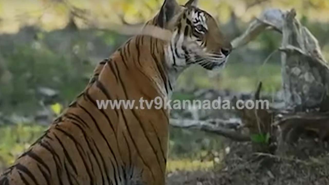 Tourists on Safari at HD Kote’s Dammankatte forest area spot tigers and ...