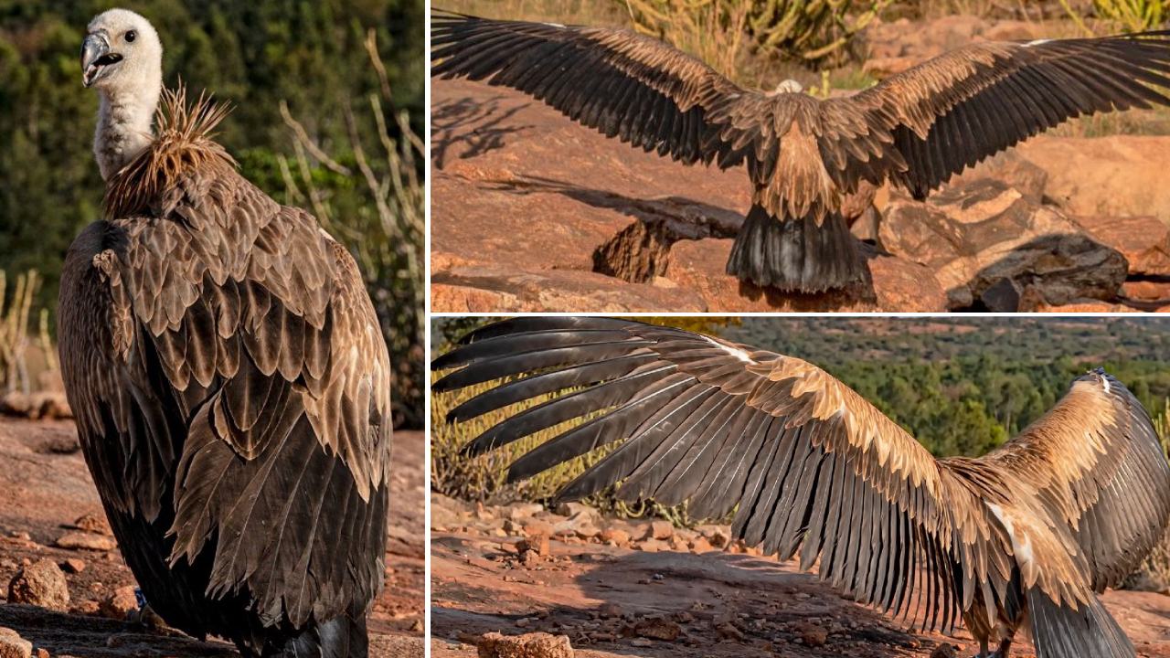 Rare European vulture that flew back into the sky: Here are the photos ...