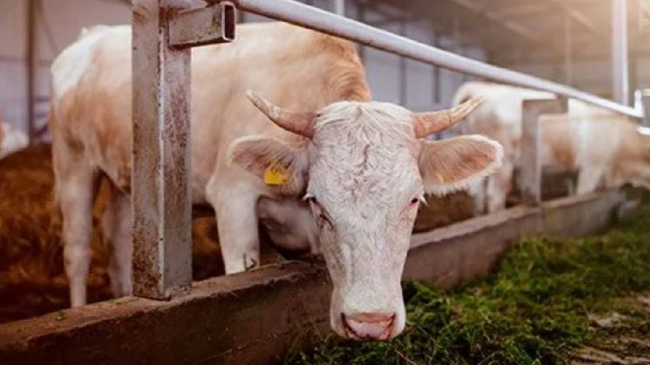 Brazil stops beef export to china due to mad cow disease, what is mad ...