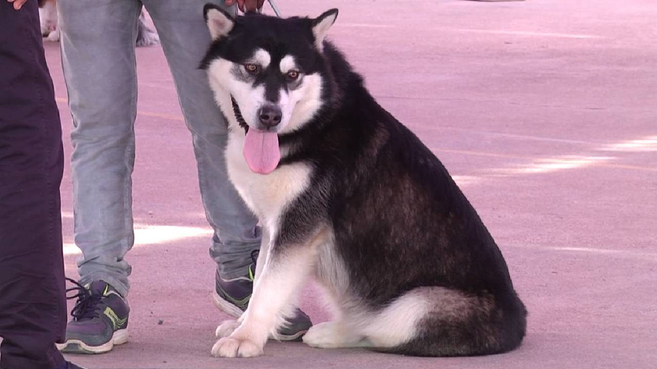 ಹೀಗಾಗಿ ಶತಮಾನಗಳಿಂದ ವಿಶೇಷ ನಾಯಿ ಸಾಕುವುದು ಇಲ್ಲಿನ ಜನಕ್ಕೆ ರೂಢಿಯಾಗಿದೆ. ಇದಕ್ಕೆ ...