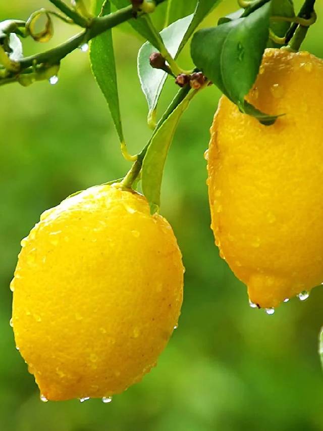 ಗಿನ್ನೆಸ್ ವಿಶ್ವ ದಾಖಲೆ ಬರೆದ ವಿಶ್ವದ ಅತೀ ಹೆಚ್ಚು ತೂಕದ ಲಿಂಬೆ ಹಣ್ಣು – TV9 ...